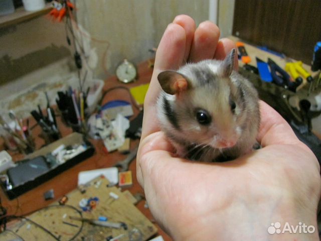 Сирийские Хомяки редкого окраса