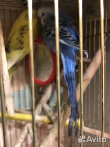 Отдам в дар двух волнистых попугаев