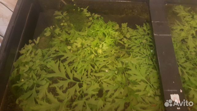 Растения в аквариум обмен на улиток