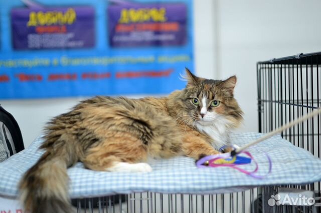 Василинка ищет дом