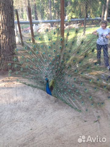 Павлин индийский, пара
