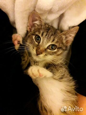 Милейшие котята