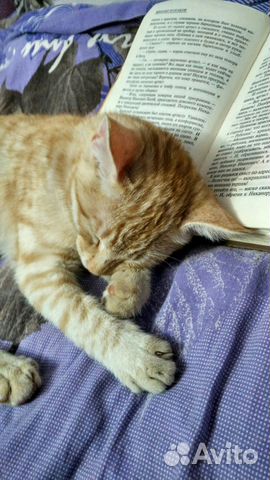 Отдам Персикового котенка
