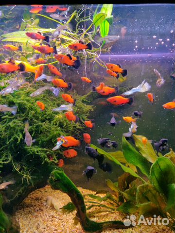 Красные пецилии, черные моллинезии