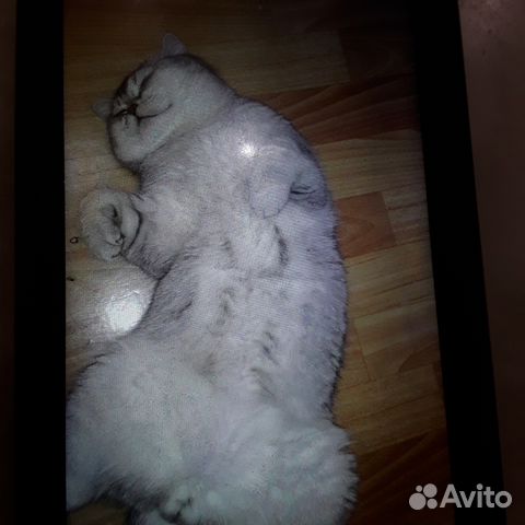Отдам в добрые руки