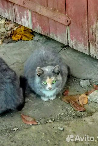 Осиротевшая кошечка ищет новый дом