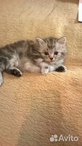 Котейка - красавчик