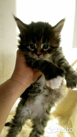 Девочка Мейн-кун