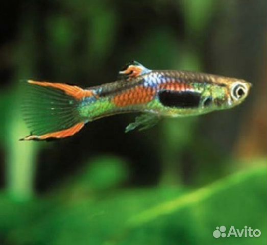 Гуппи Эндлера
