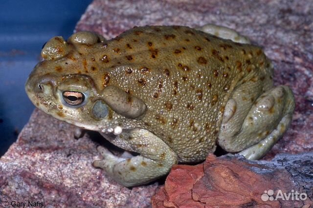 Жабы Bufo alvarius