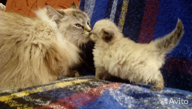 Маленькие кошки