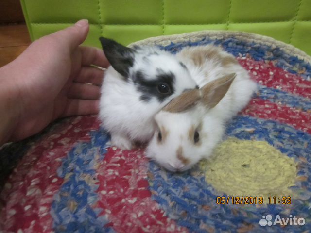 Карликовые крольчата