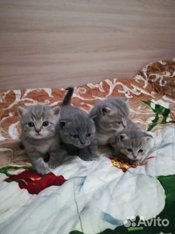 Котята британцы.Хороший подарок на новый год или н