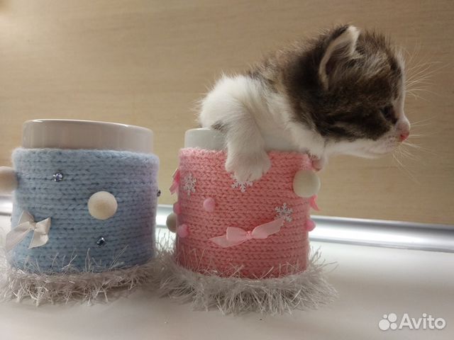 Котята-няшки