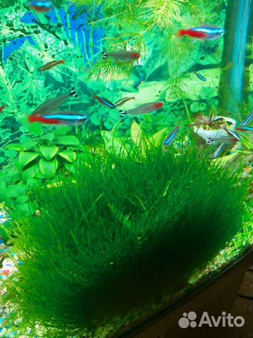 Мох аквариумный Гиант