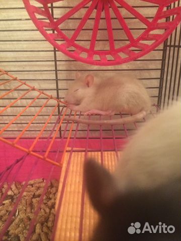 Крысята 1 месяц