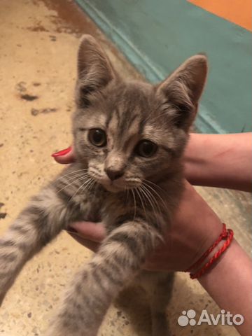 Котёнок в хорошие руки