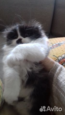 Продается котик