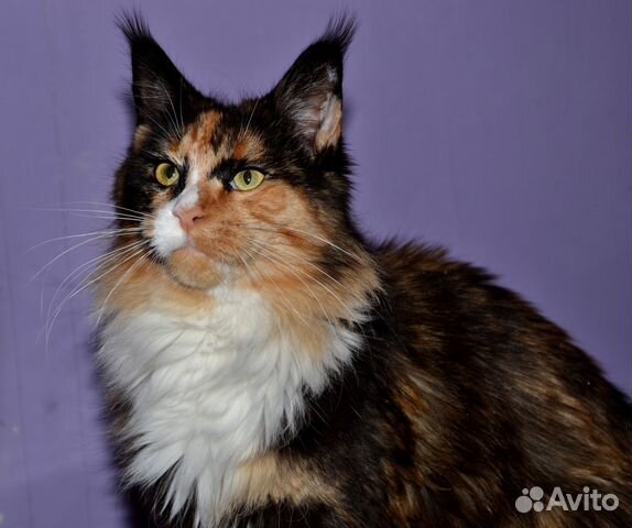 Яркая черепашка мейн кун