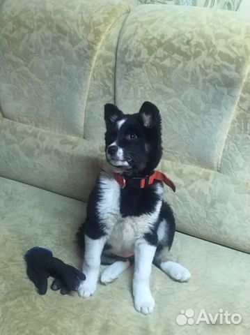 Щенок Ириска