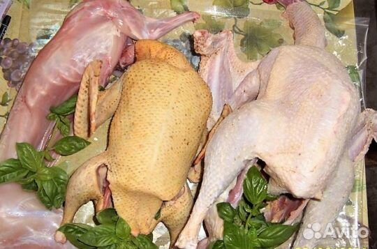 Продажа Кроликов и Гусей