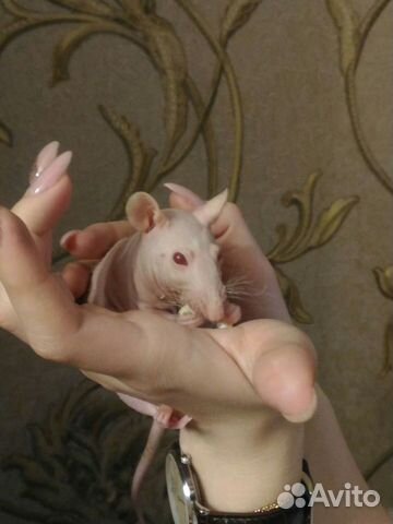 Лысая крыса