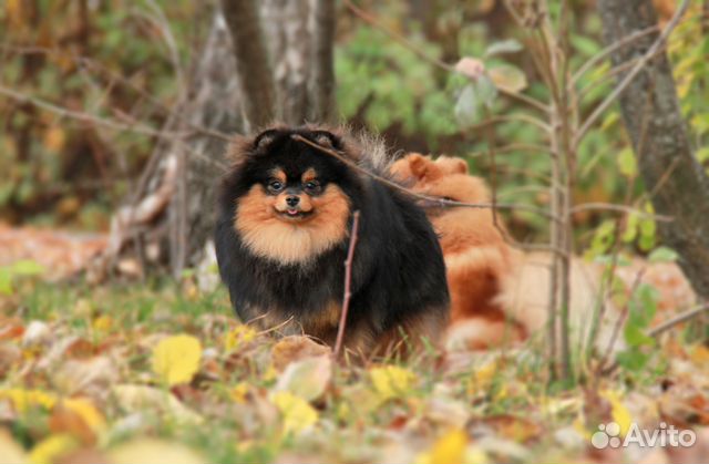 Очень обходительный кавалер, ждёт в гости невест)