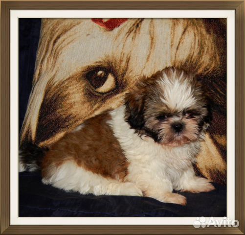 Девочки ши тцу