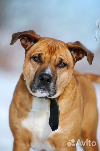 Стафф Капитан в дар