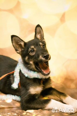 Щенок Джим в добрые Руки