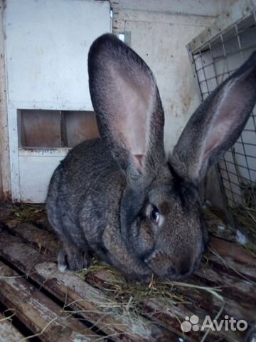 Кролики Фландр