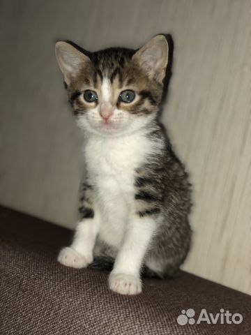 Котёнок наполовину мейн кун в дар
