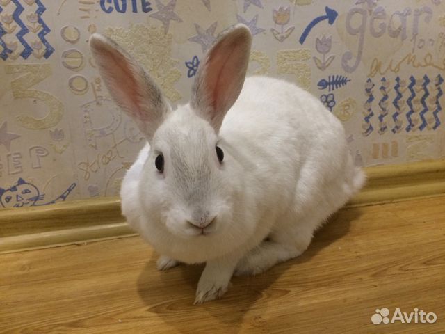 Кролик Снежок