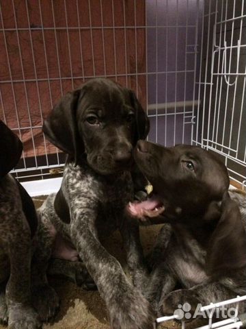 Продаются щенки курцхаара.немецкий курцхаар