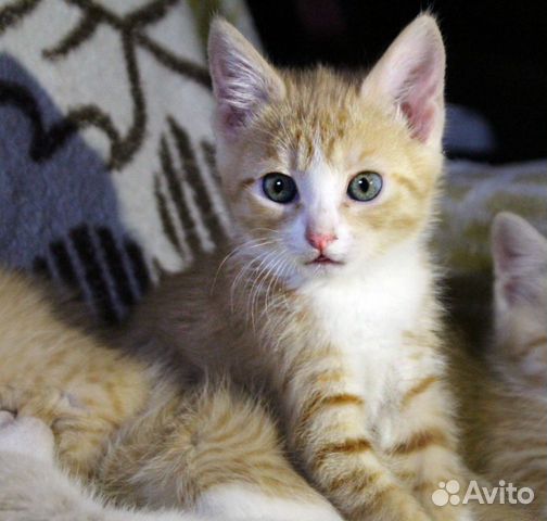 6 чудесных рыжих котят