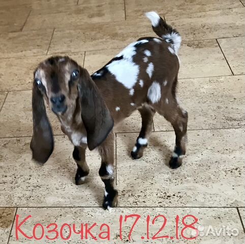 Нубийские козлята