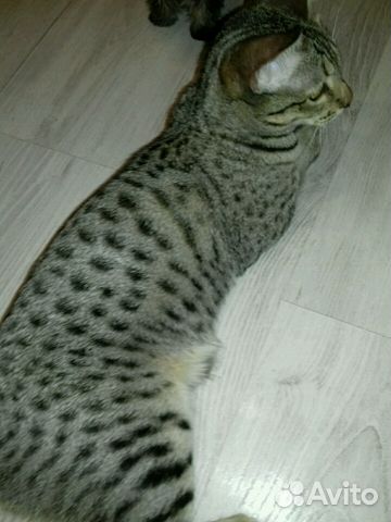 Ручные котята Саванны ф6.сбт