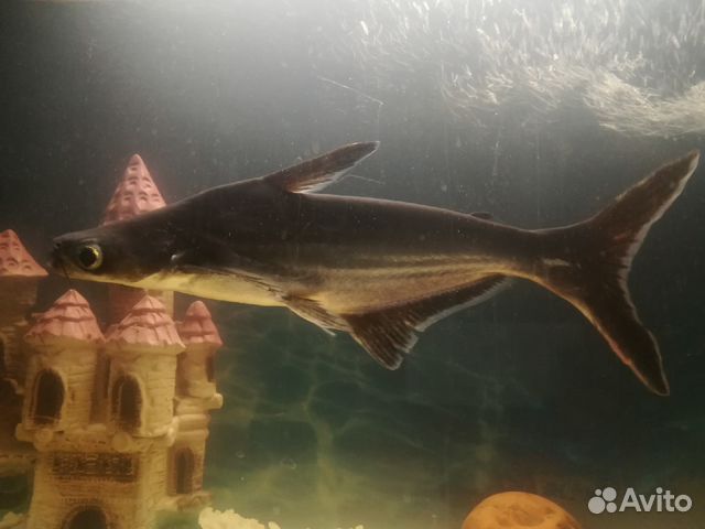 Пангасиус (акулий сом)