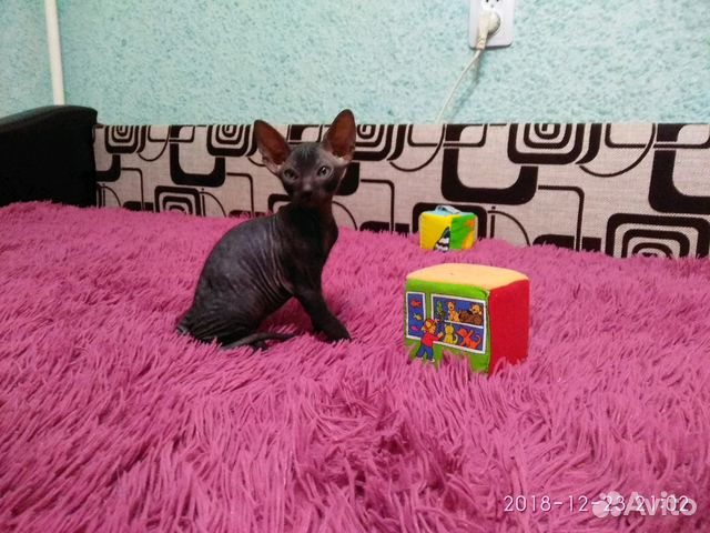 Котята донского сфикса