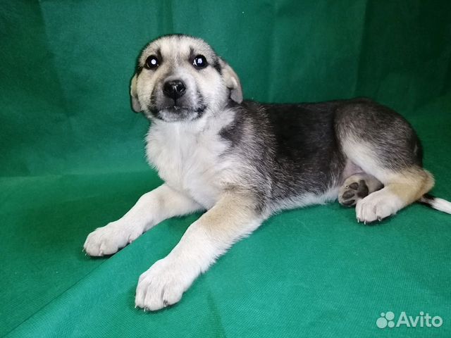 Щееок