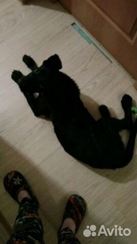 Отдается в добрые руки щенок метис Канне Карссо.3