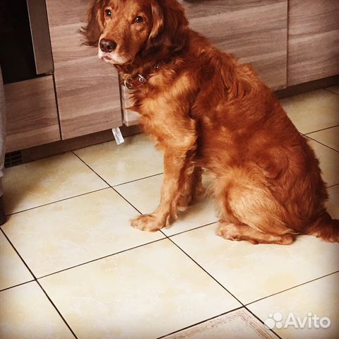 Ирландский сеттер, кобель, 5лет