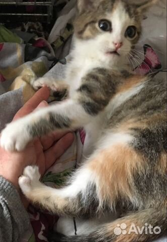 Трёхцветная маленькая кошечка