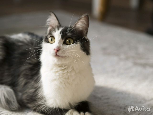 Красавица Белка