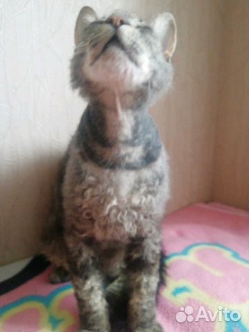 Котяточки в добрые руки