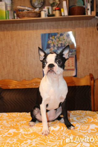 Бостон-терьер щенок