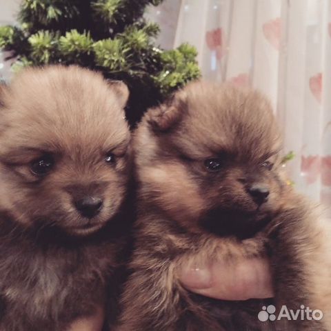 Шпиц Помиранский