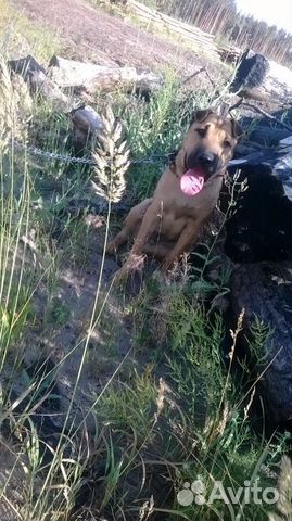 Собака смесь Шарпея