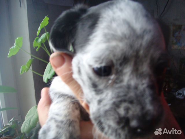 В добрые руки