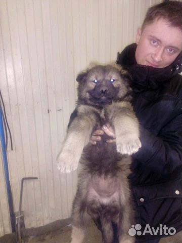 Щенок лайки и кавказской овчарки 3мес девочка прив